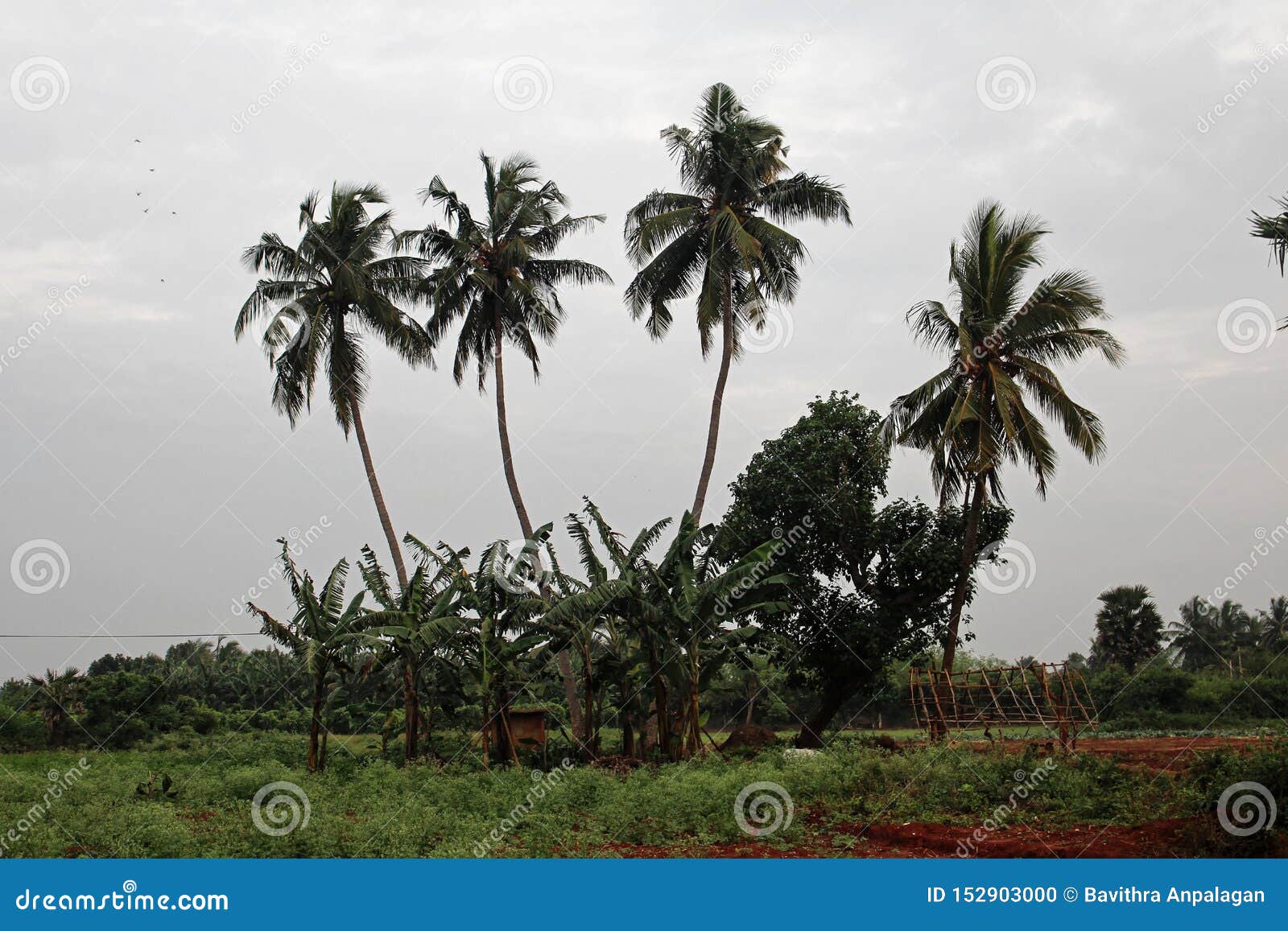 Coconut trees stock photo. Image of trees, jaffna, lanka - 152903000