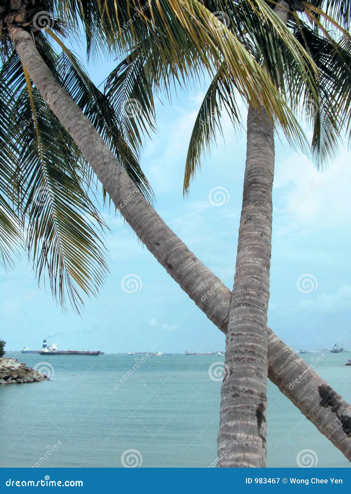 Coconut trees crossed stock image. Image of trees, nucifera - 983467