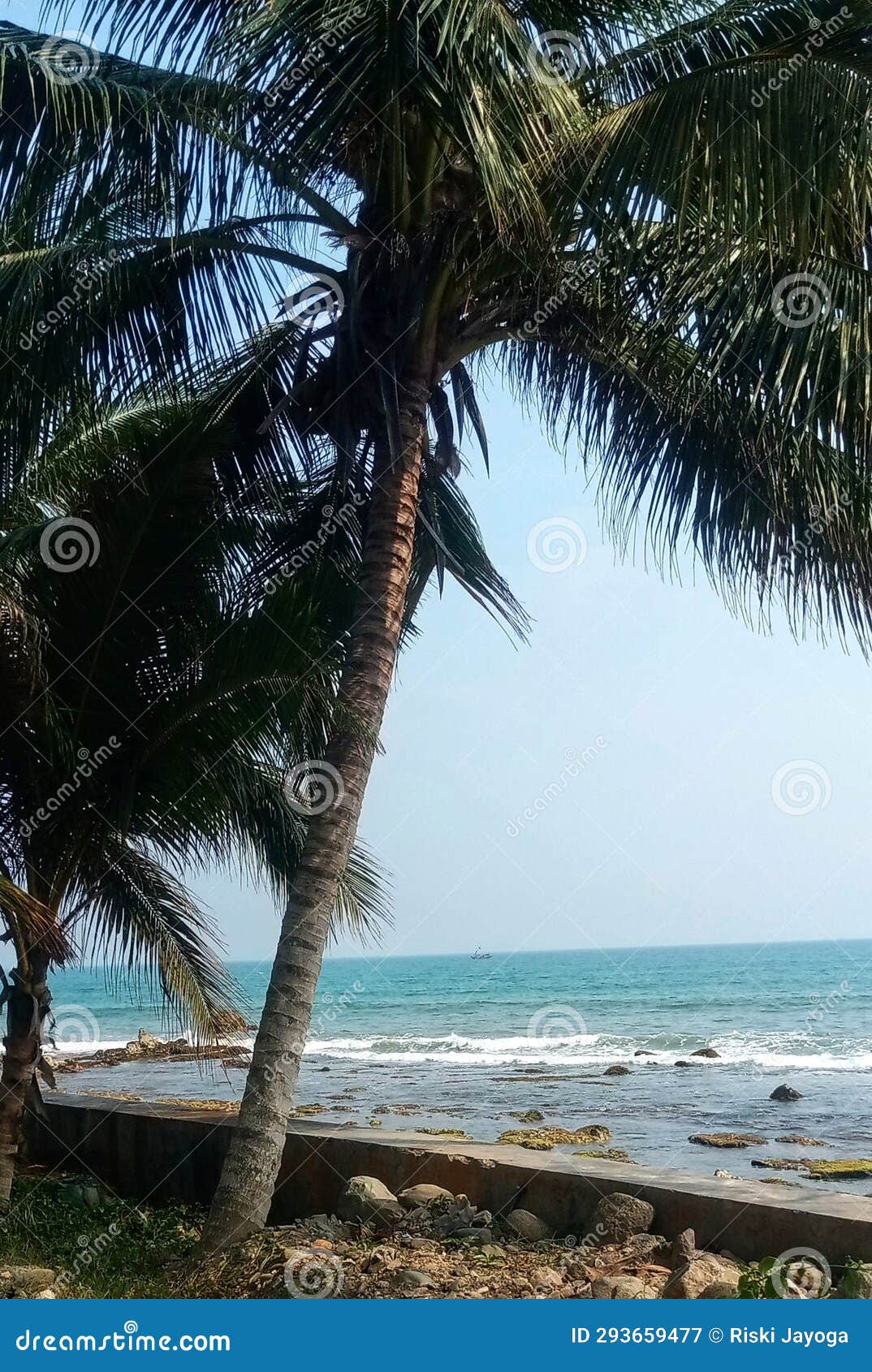 The Coconut Trees on the Edge of the Beach are Aesthetic Stock Image ...
