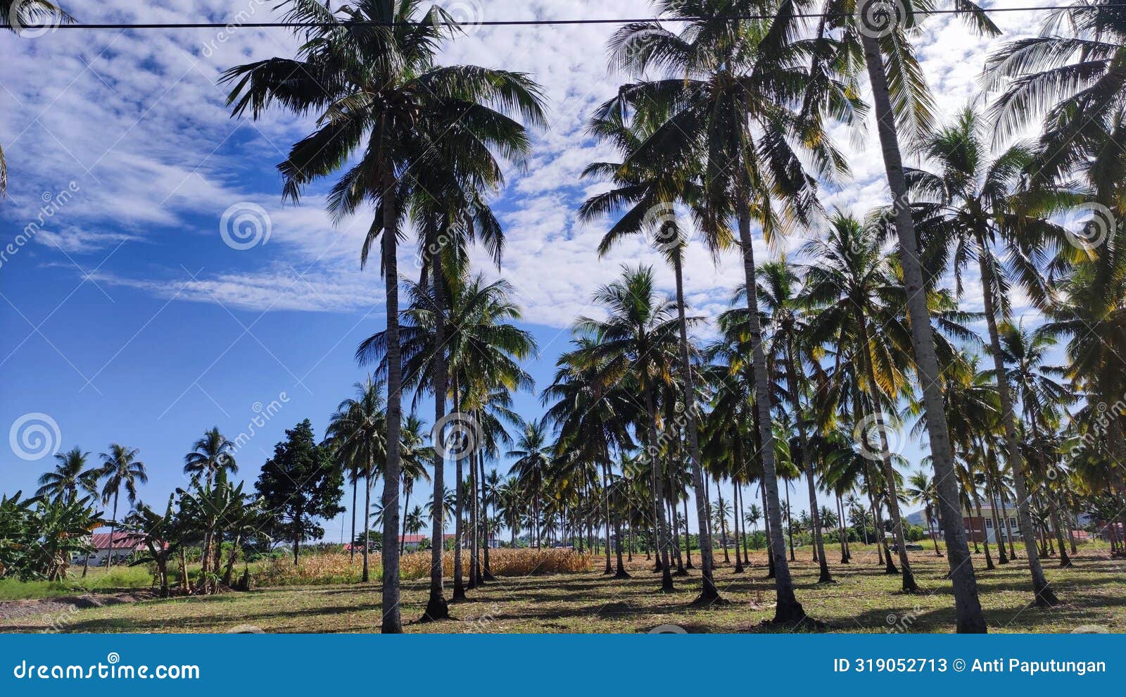 Coconut Trees on the Edge of the Land Stock Image - Image of garden ...