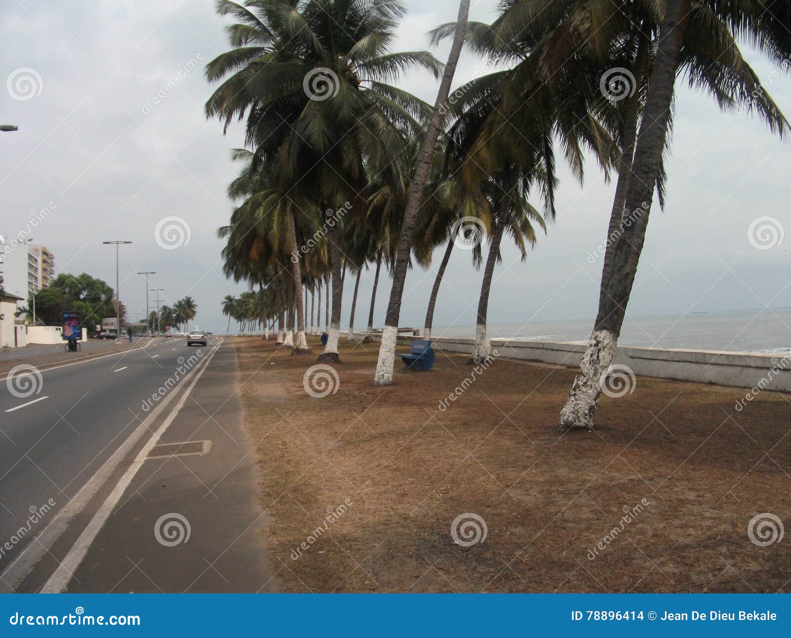 Coconut trees - Gabon stock photo. Image of excellent - 78896414