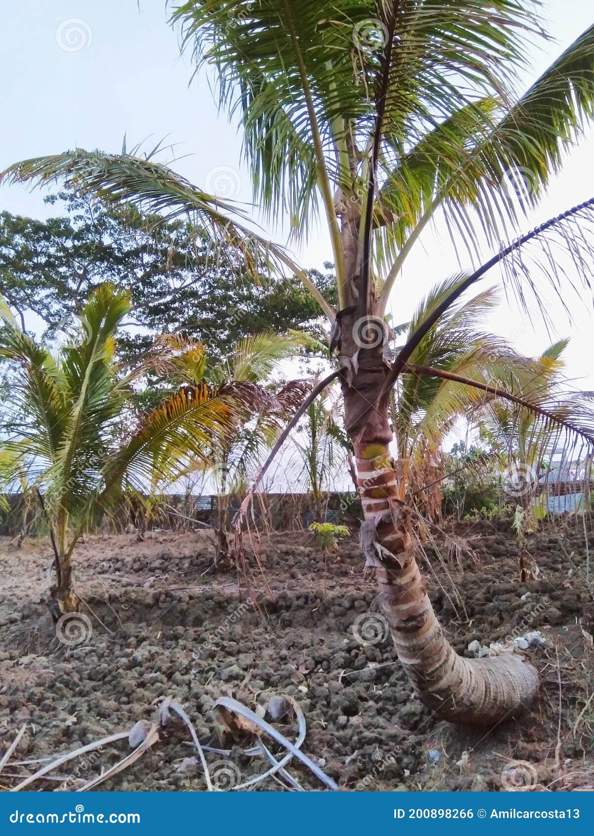Coconut Trees in the Garden. Stock Photo - Image of agriculture, fruit ...