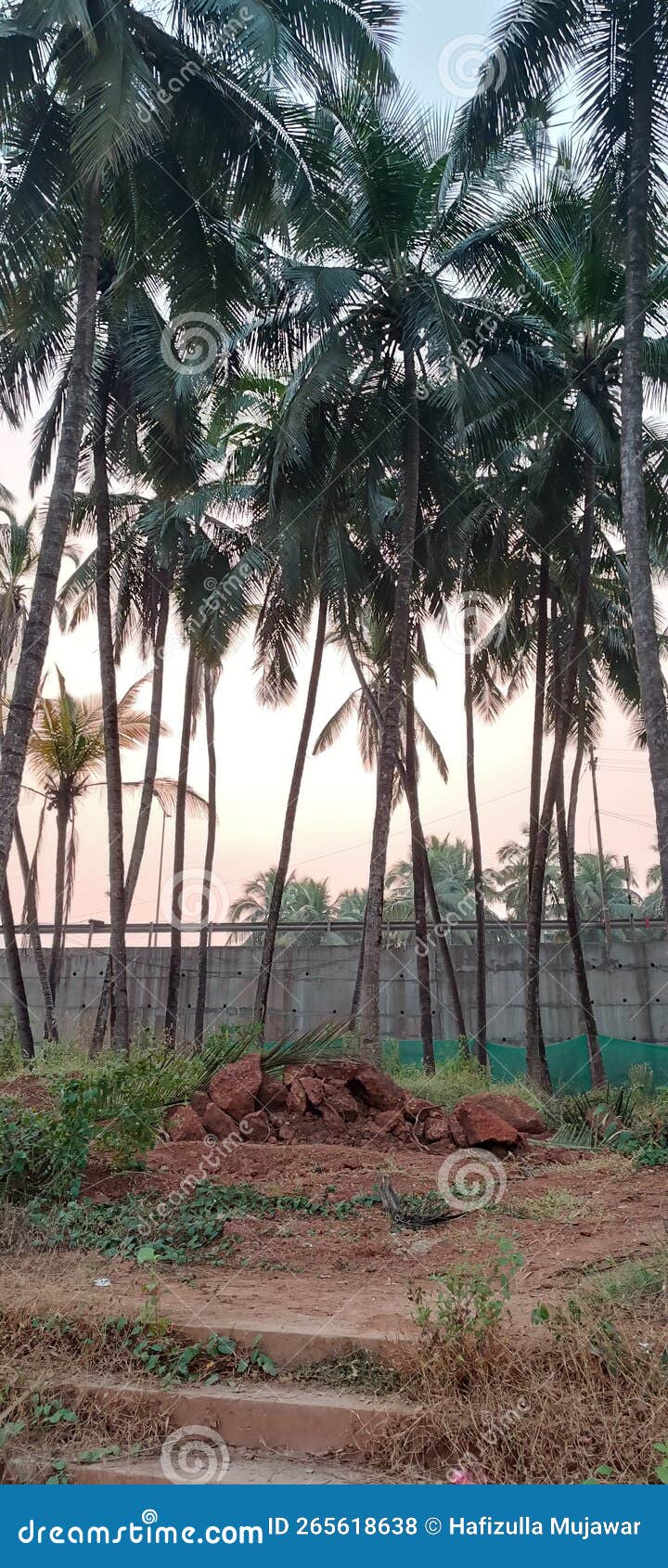 Coconut trees goa stock photo. Image of tropics, flower - 265618638