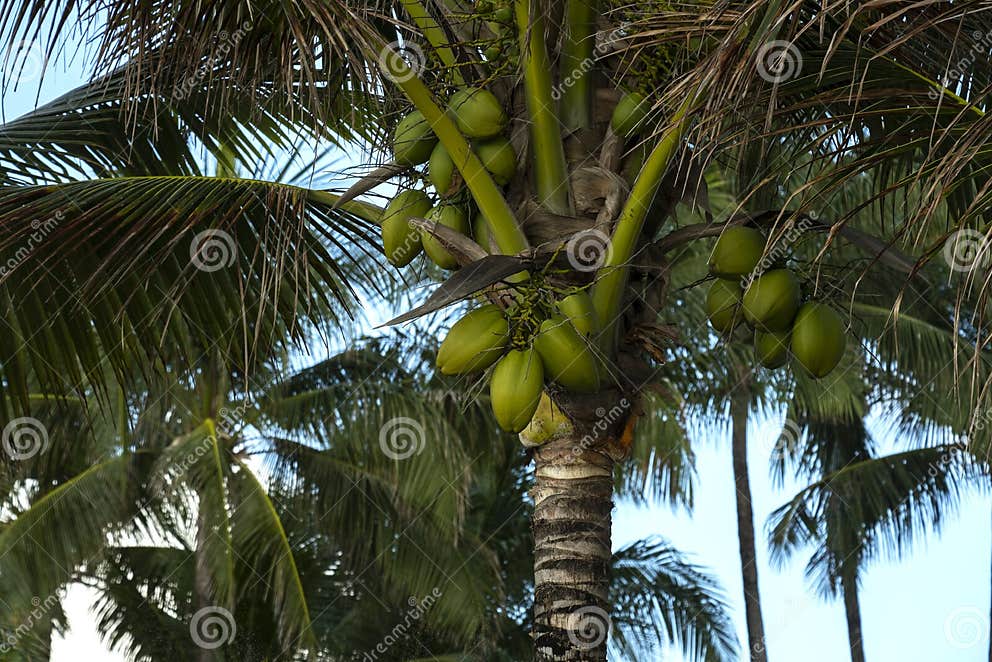 Coconut Trees with Green Coconuts and Blue Sky in the Background Stock ...