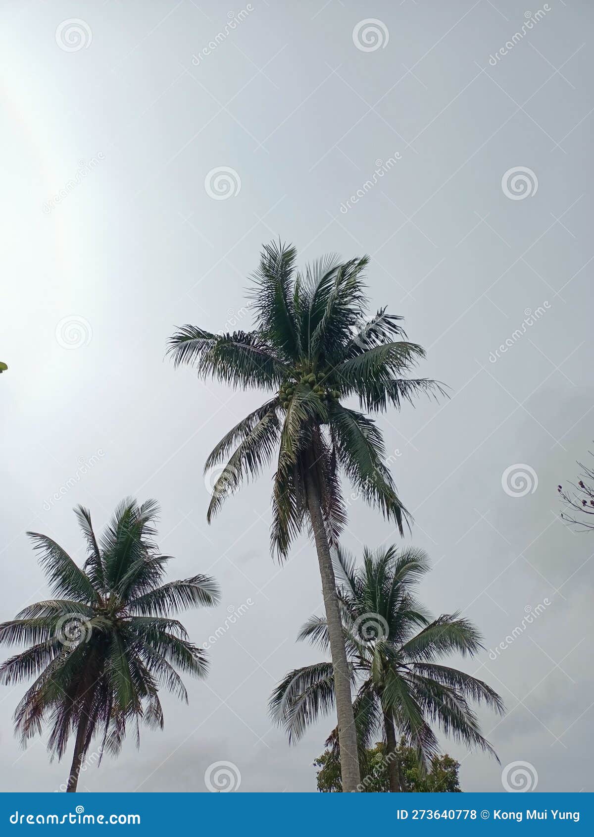 Coconut Trees Green Leaf and Grey Sky Stock Photo - Image of green ...