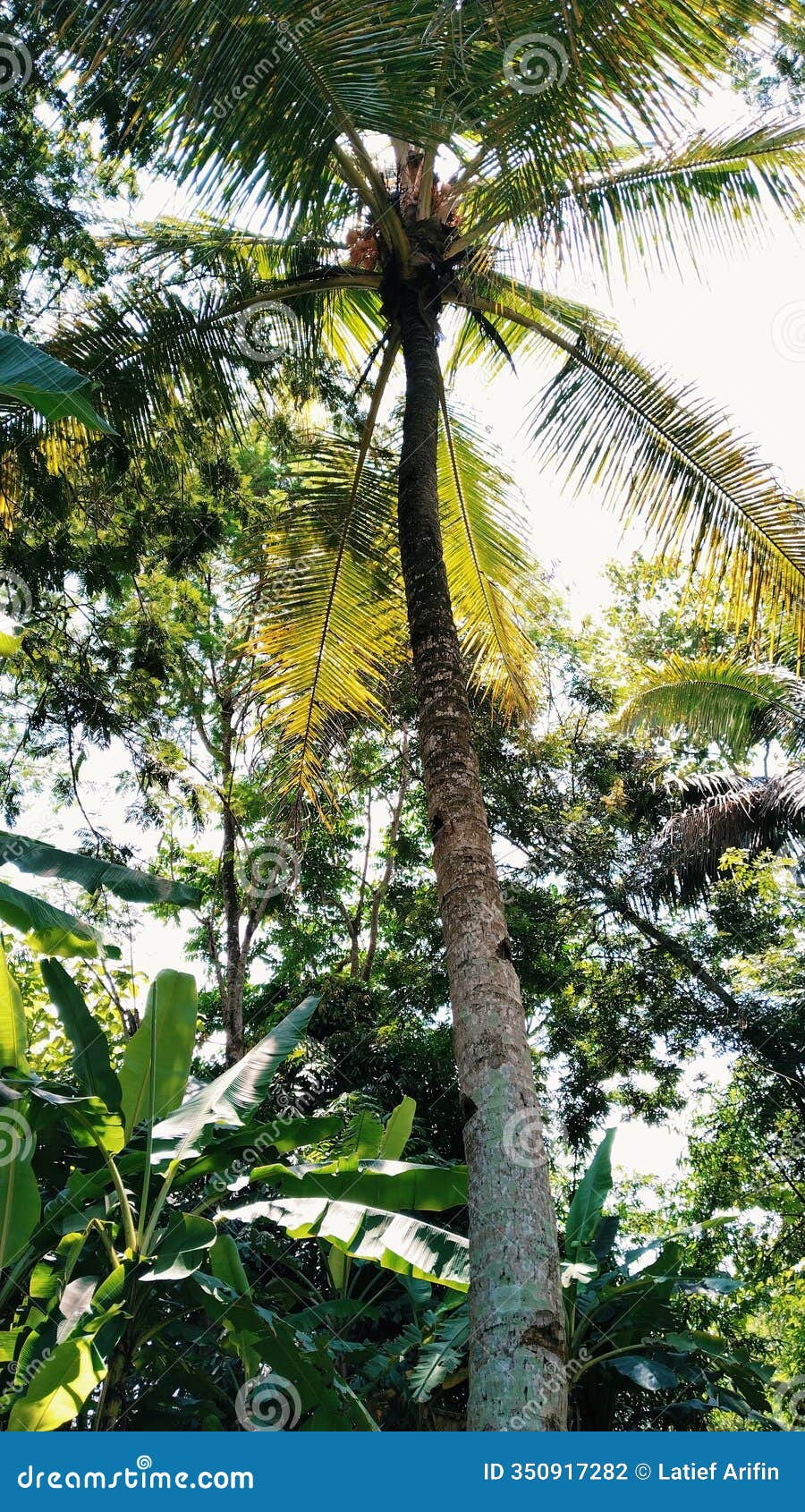 Coconut Trees Grow Tall in Plantations Stock Photo - Image of ...