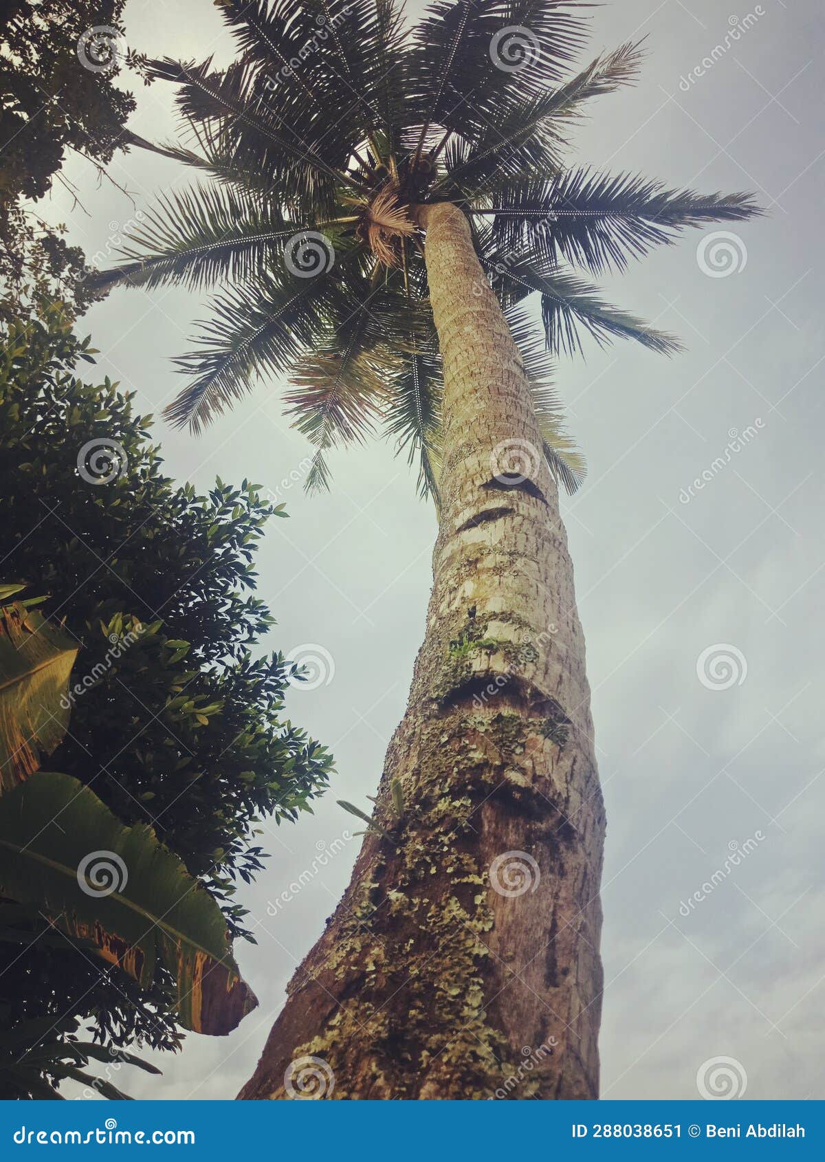 Tall coconut trees stock image. Image of tropics, produce - 288038651