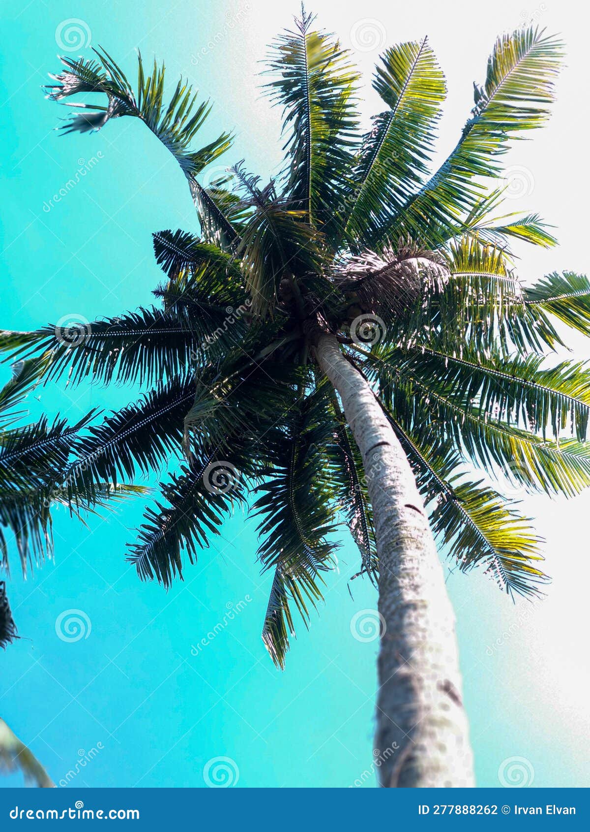 Coconut Trees that Have Run Out of Fruit Stock Photo - Image of produce ...