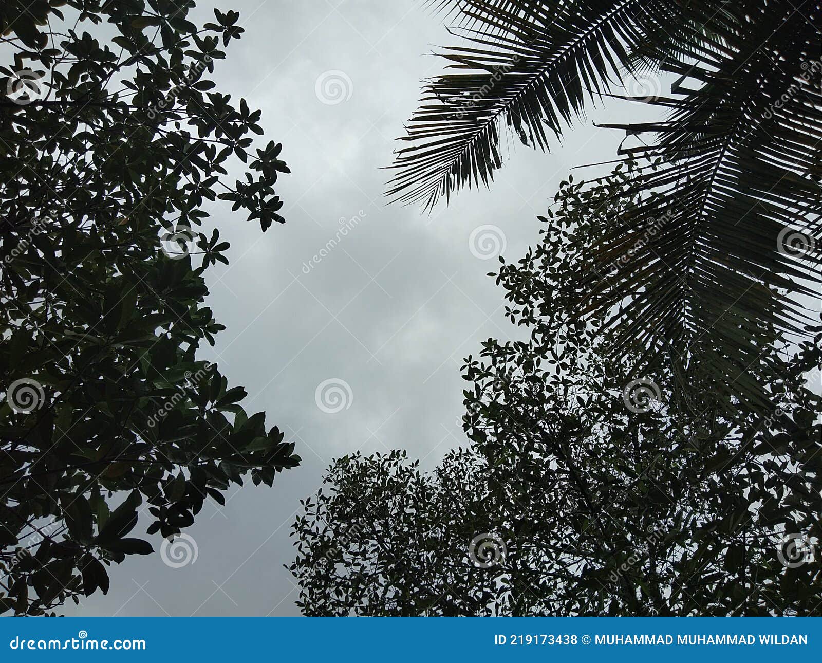Coconut Trees, Jackfruit Trees, Ordinary Trees Stock Photo - Image of ...