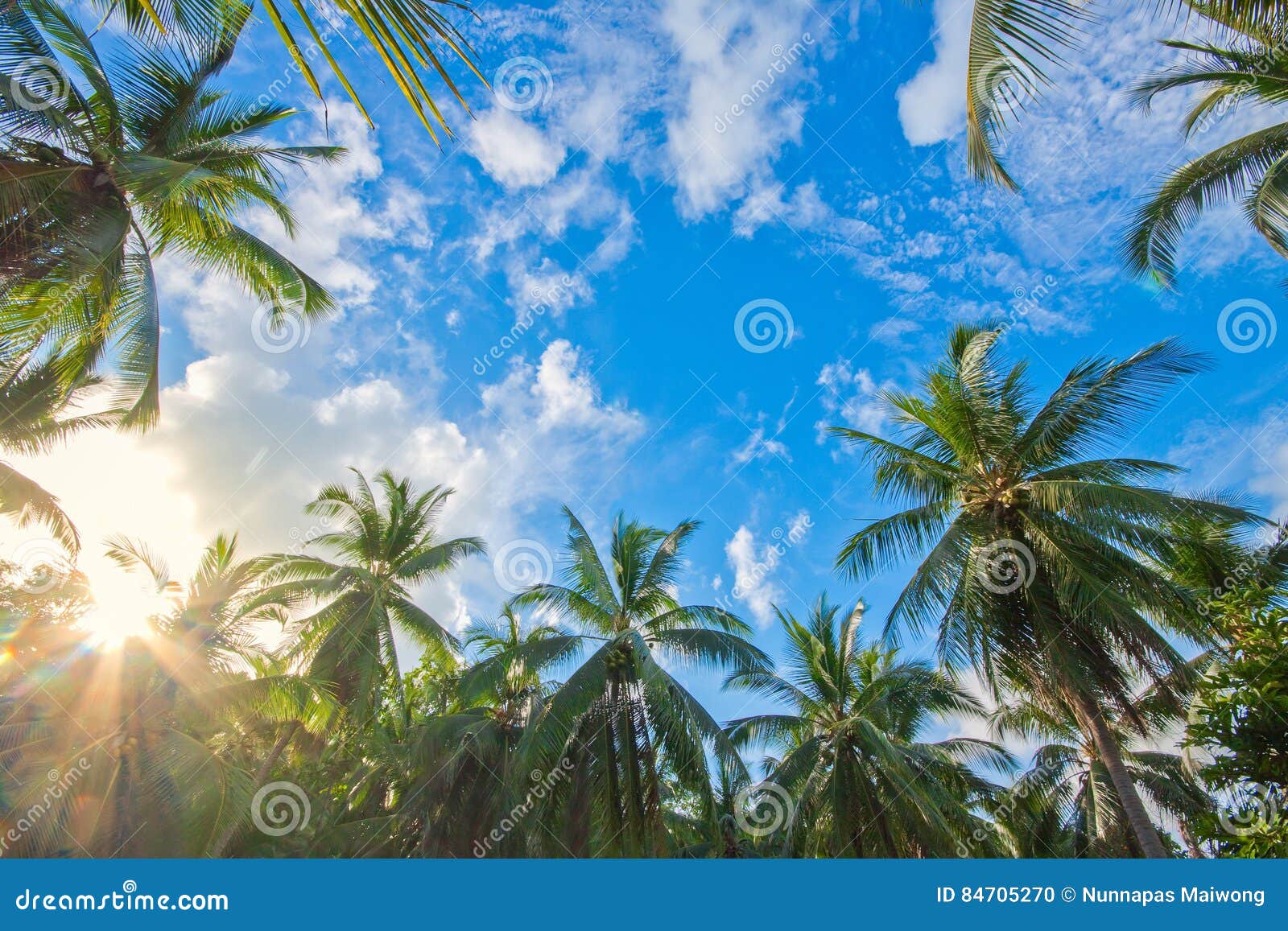 Coconut Trees and the Light from the Sun Stock Photo - Image of ...