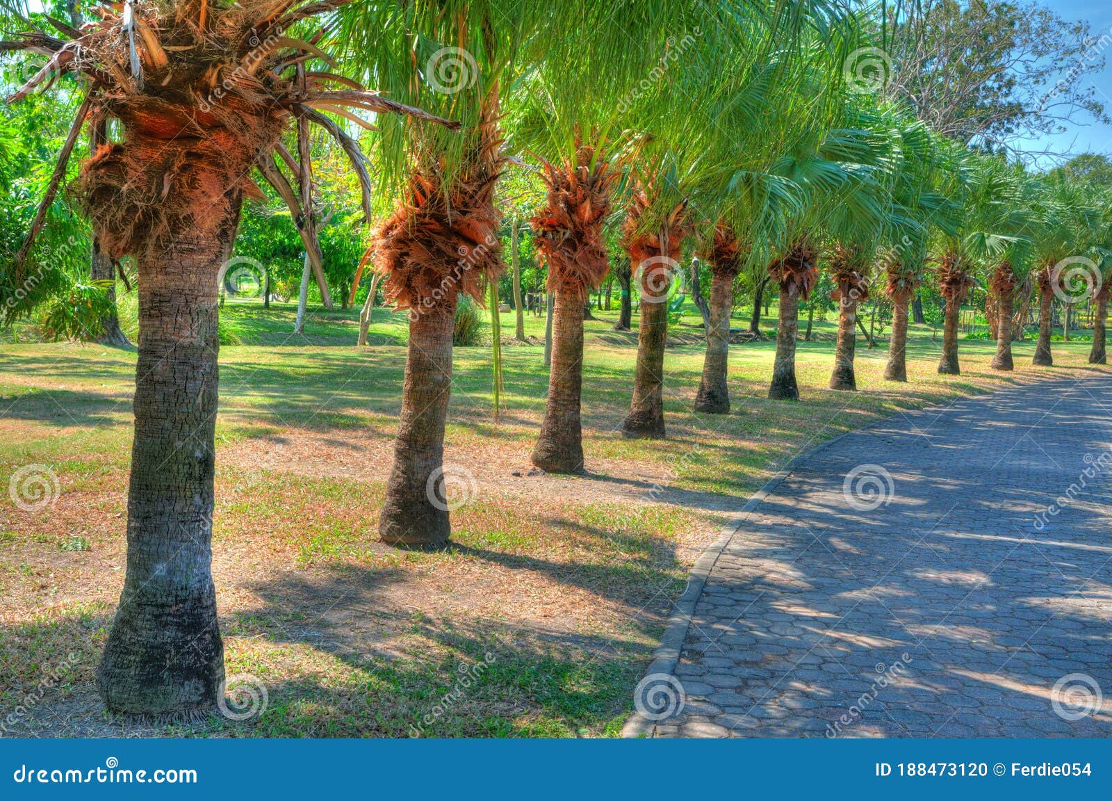 Coconut Trees in Line in a Park in High Dynamic Range Stock Photo ...