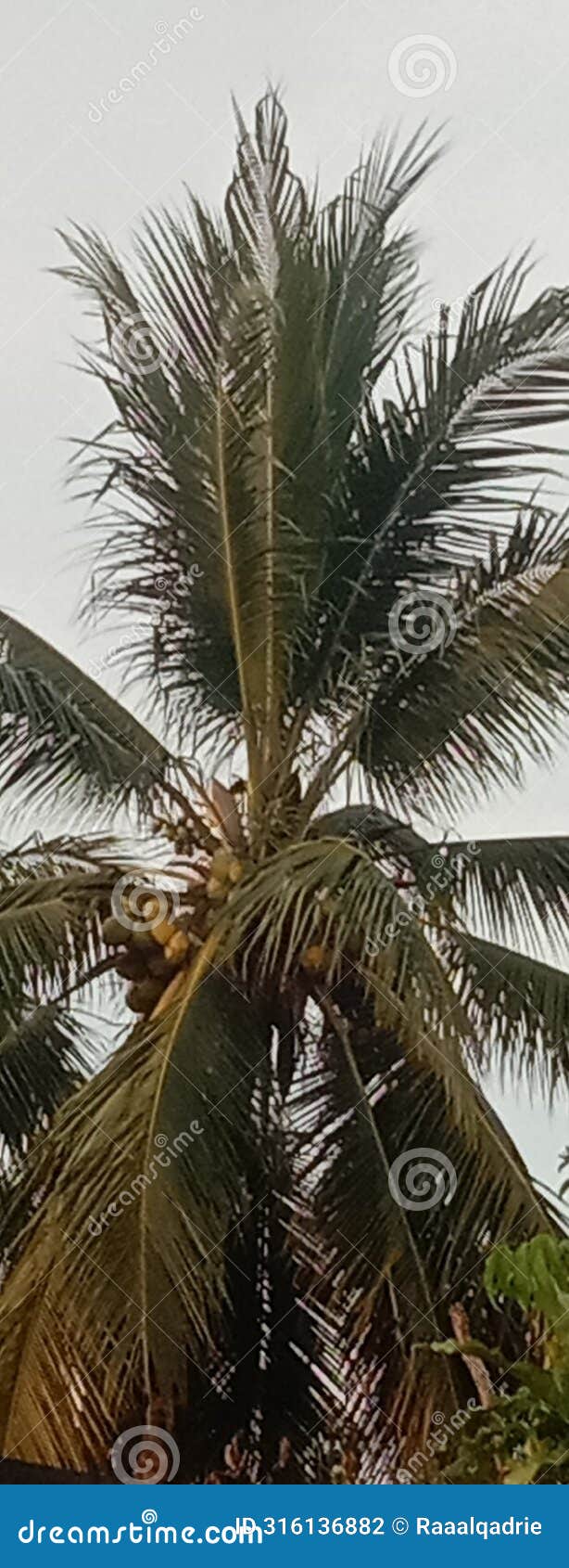 Coconut Trees Look Dashing in Sunny Weather Stock Photo - Image of ...