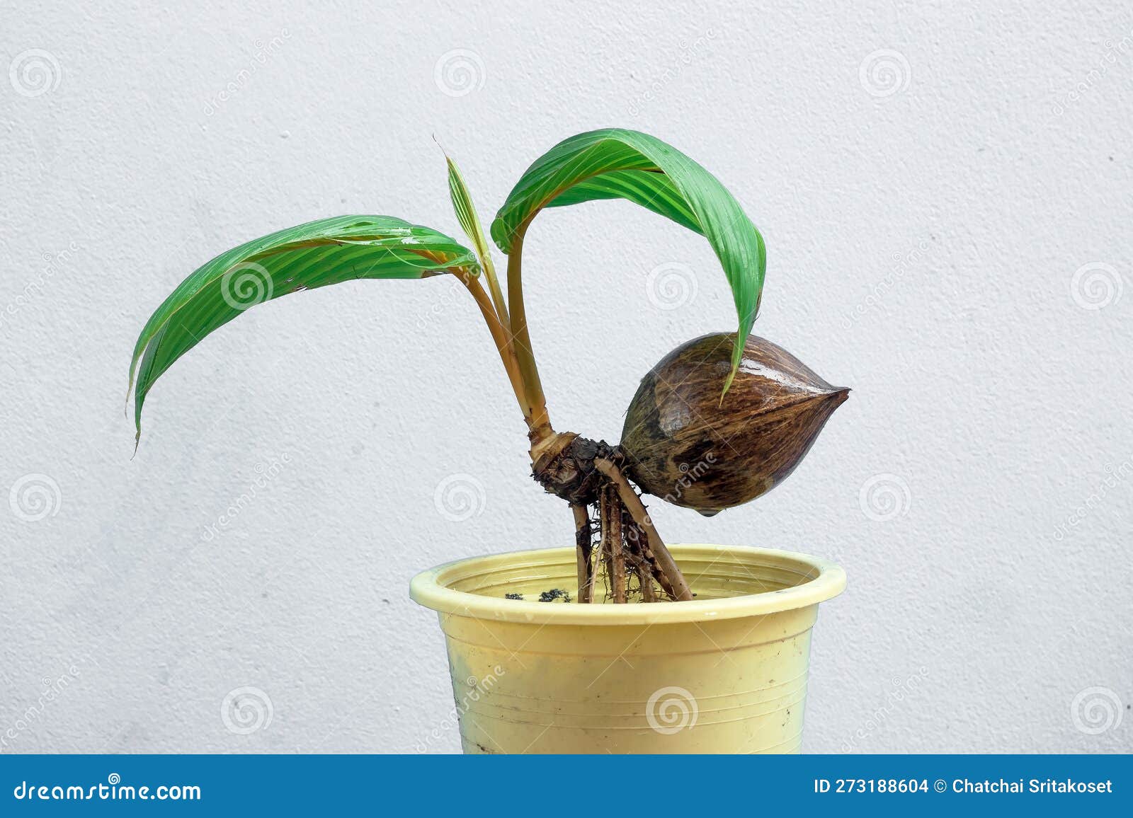 Coconut Trees are Made Bonsai Planted in Pot Stock Photo - Image of ...
