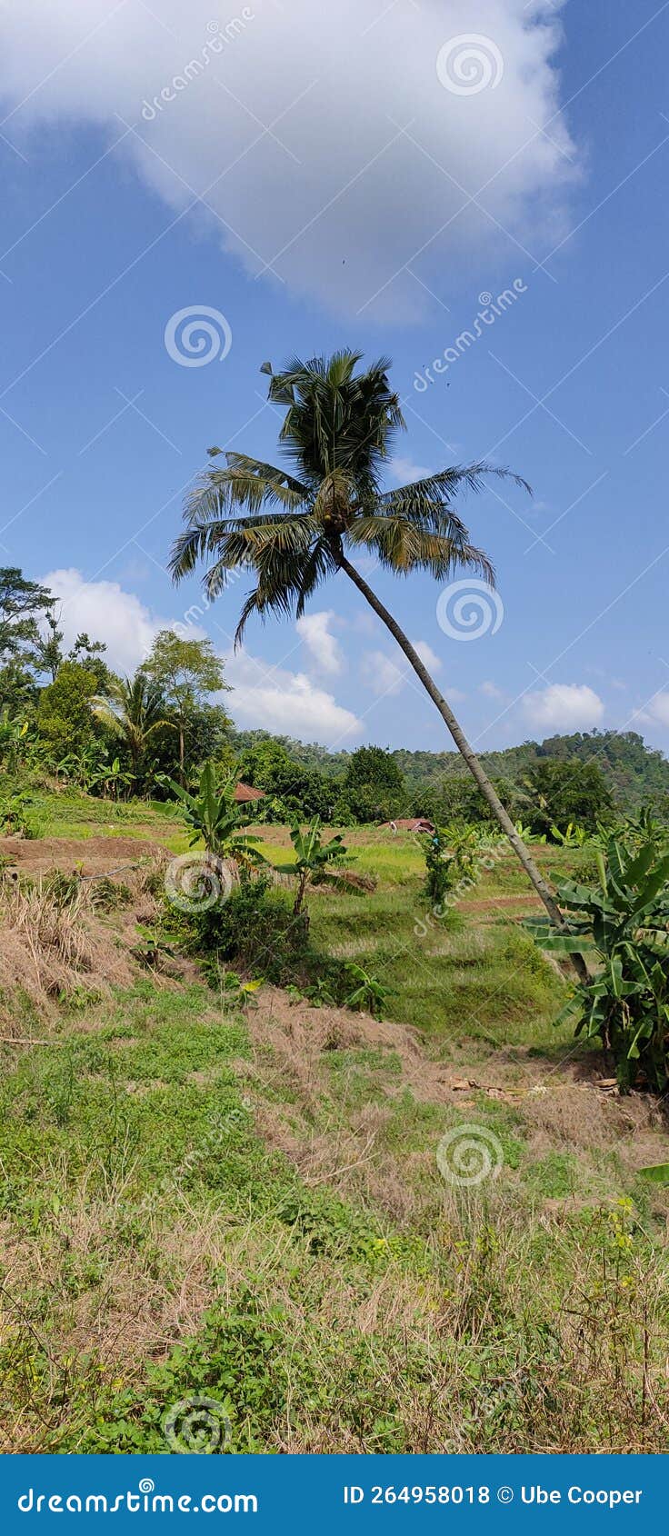 A coconut trees stock photo. Image of view, beau, trees - 264958018