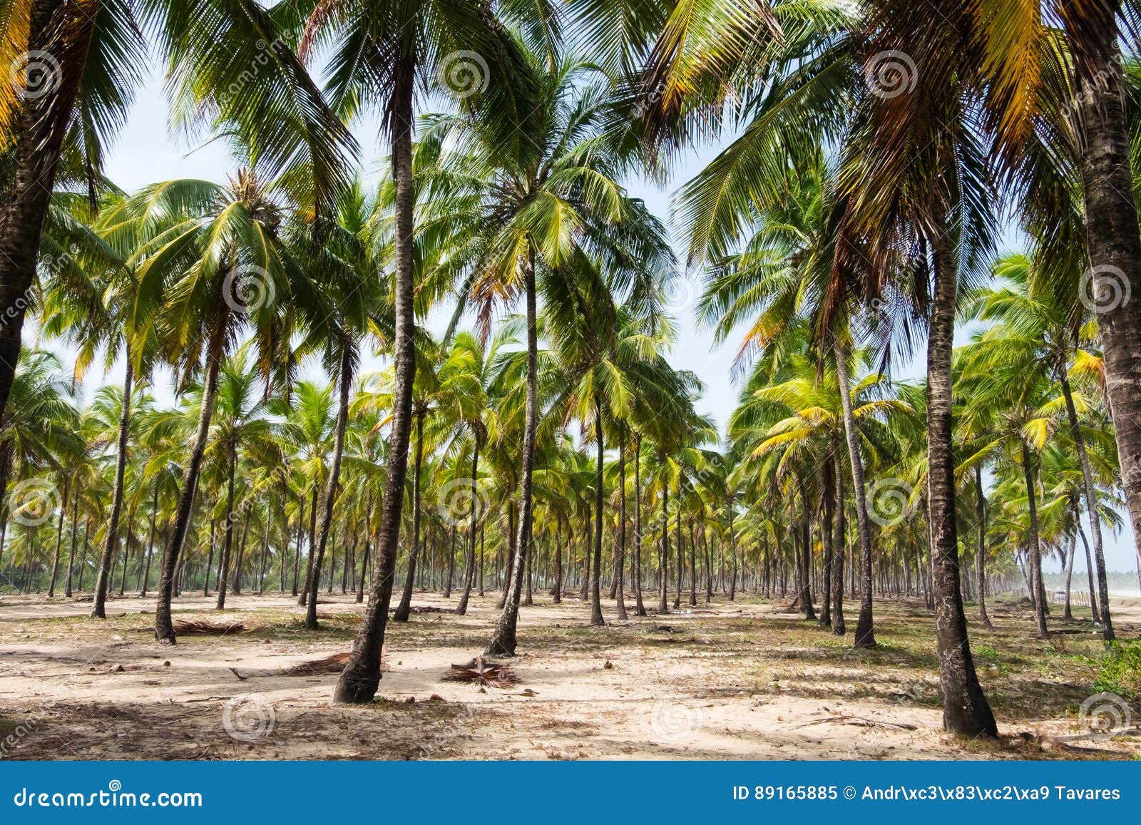Coconut Trees Maracaipe - Pernambuco, Brazil Stock Image - Image of ...