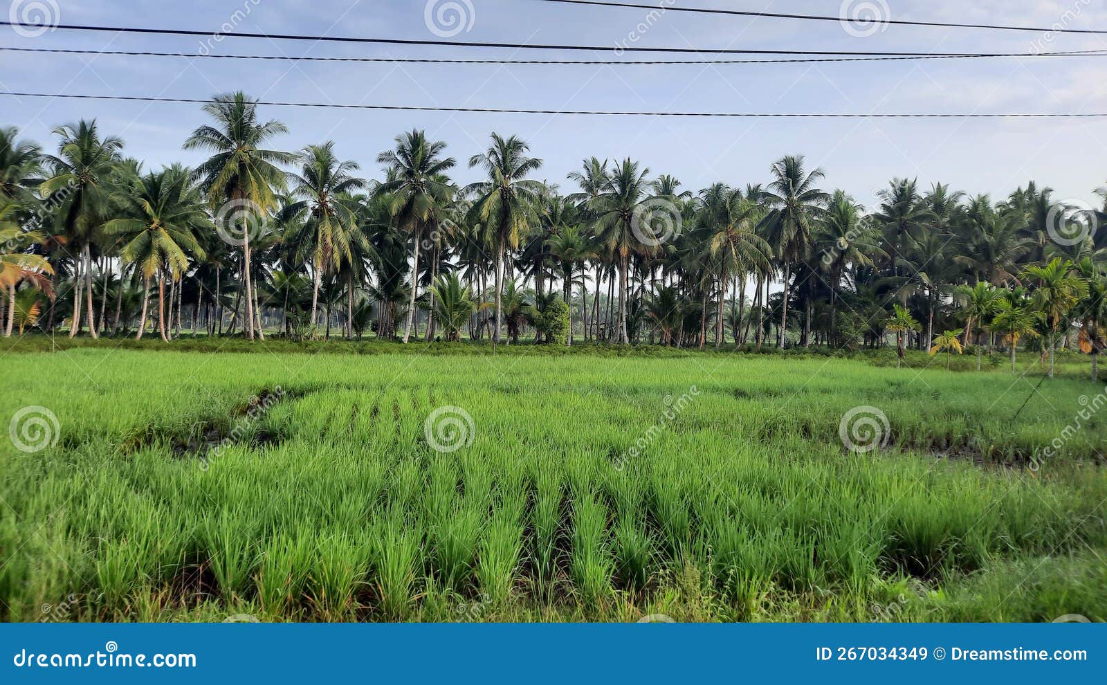 Coconut Trees in the Middle of Rice Field Stock Image - Image of ...