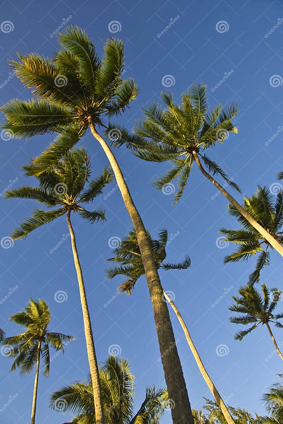 Coconut Trees on Moorea in South Seas Stock Image - Image of climate ...