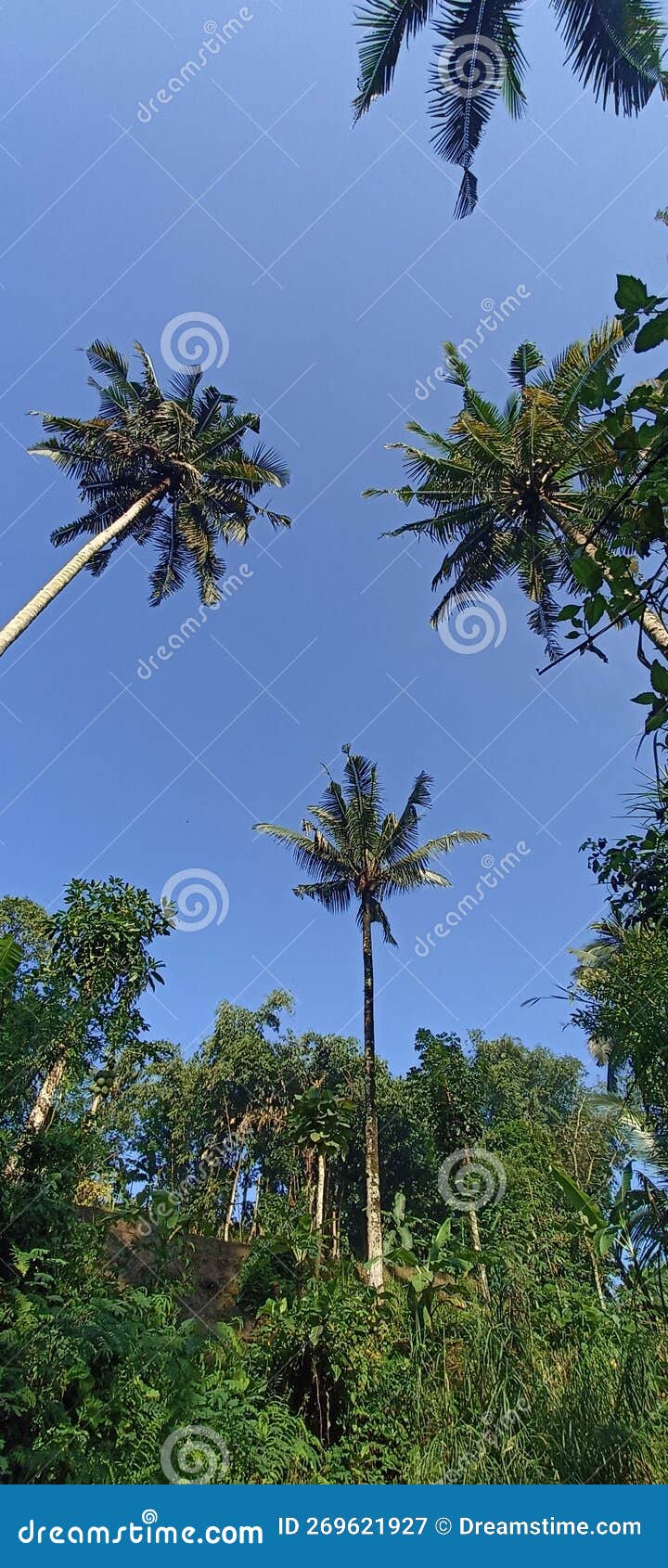 Coconut trees natural stock image. Image of forest, jungle - 269621927
