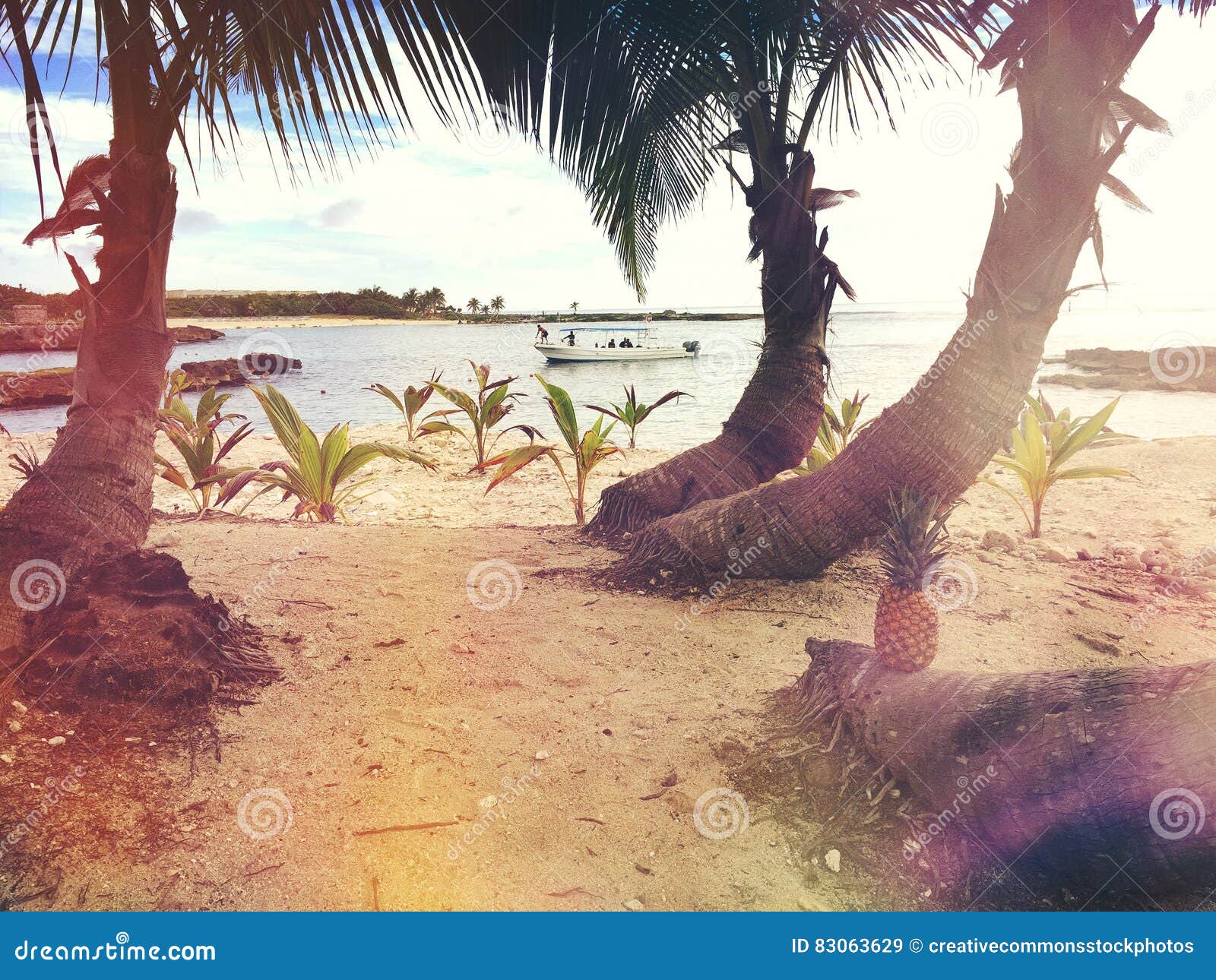 3 Coconut Trees Near The Beach Shore Line During Day Time Picture ...