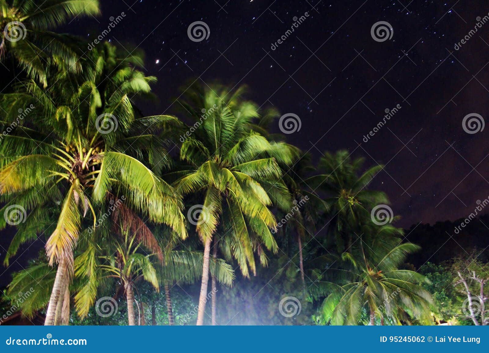Coconut trees at night stock photo. Image of night, looking - 95245062