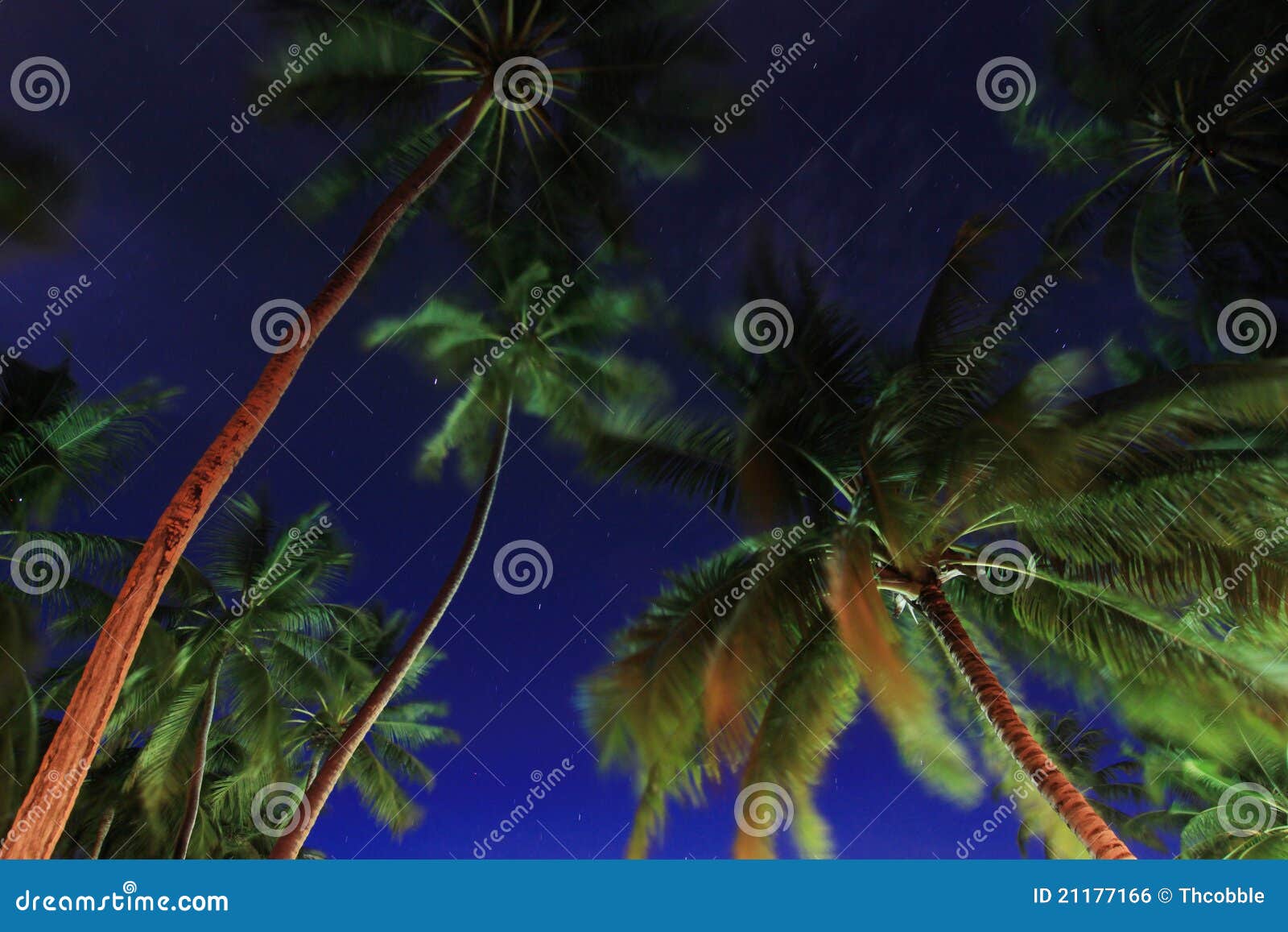 Coconut Trees at Night , Maldives Stock Photo - Image of travel, tree ...