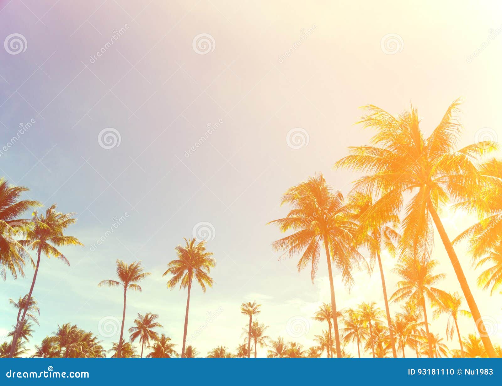 Coconut Trees Over Clear Sky on Day with Sun Light Stock Photo - Image ...