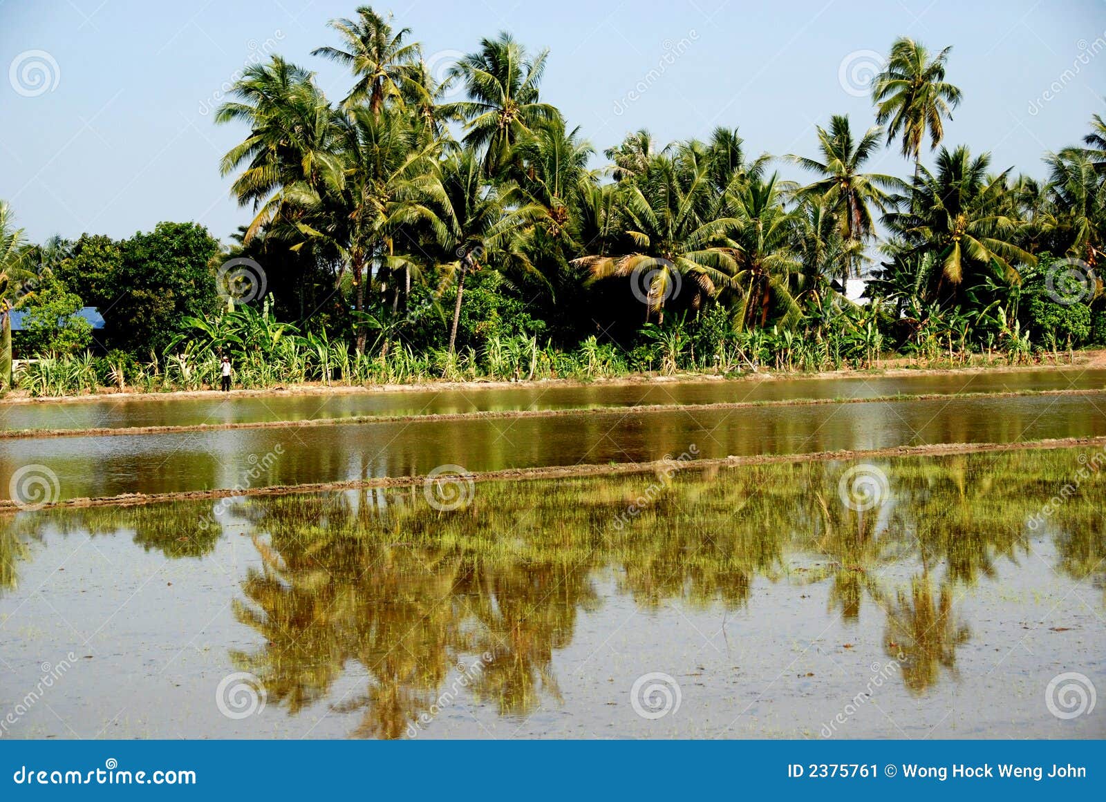 Coconut Trees and Paddy Field Stock Image - Image of country, paddy ...