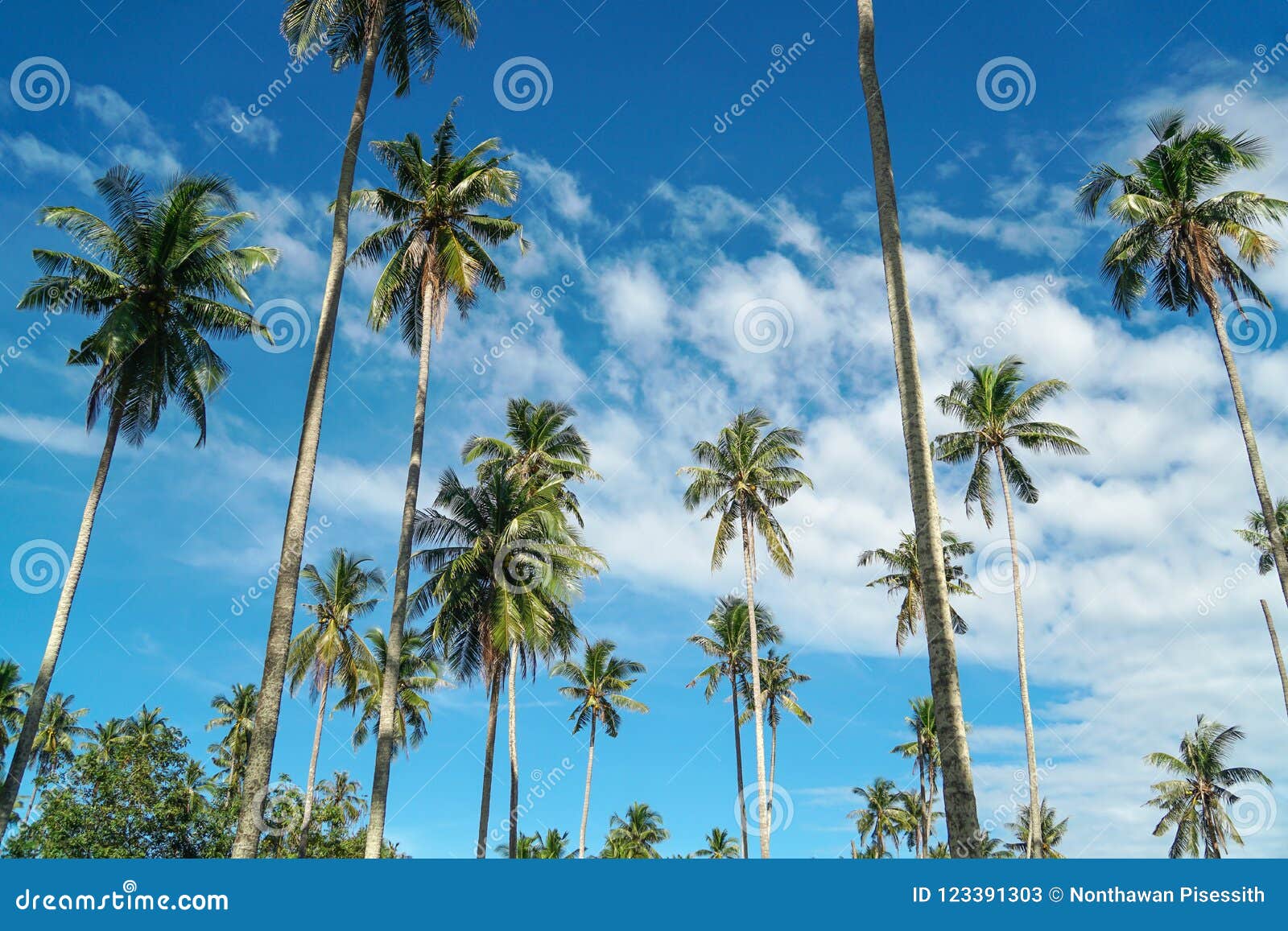 Coconut Trees Palm Trees Blue Sky Stock Image - Image of beach, season ...