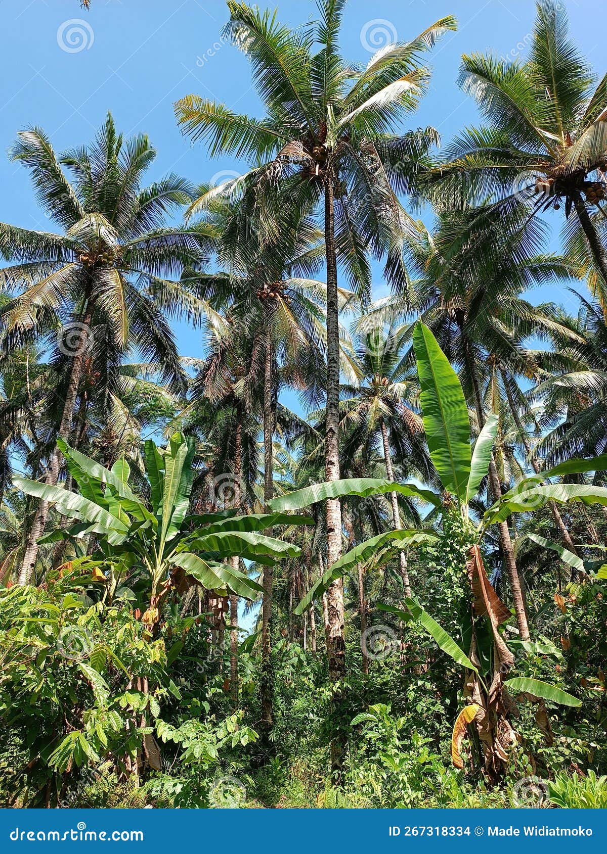 Coconut Trees Plantation Mixed with Banana Trees Stock Photo - Image of ...