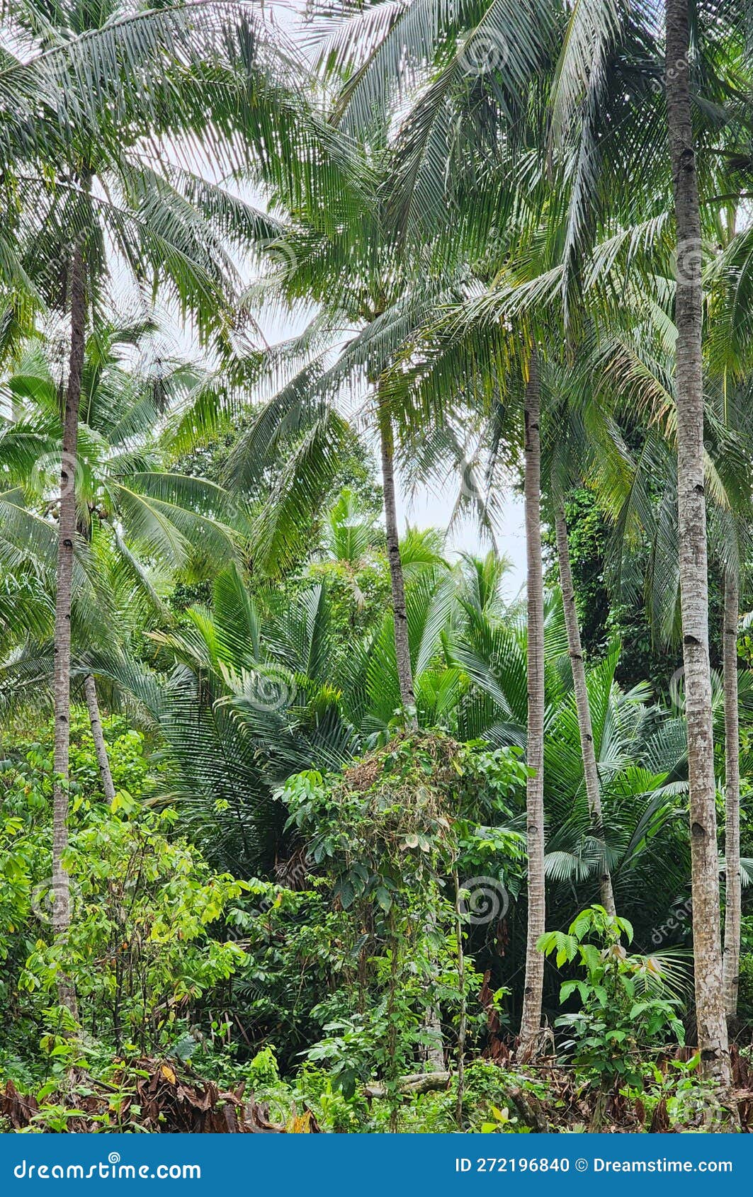 Coconut Trees Plantations Next To the Tropical Forest Stock Photo ...