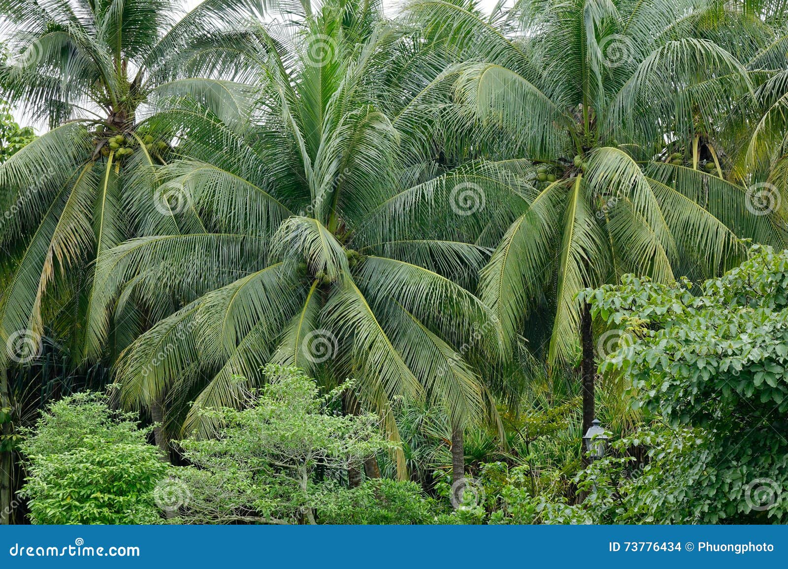 Coconut Trees Planted at Botanic Gardens in Singapore Stock Photo ...