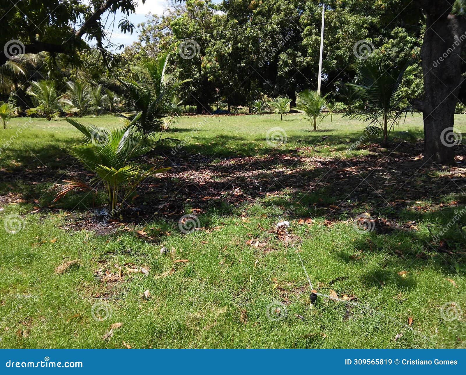 Coconut Trees Planted in a Row, Trees and Grass in an Agroecological ...