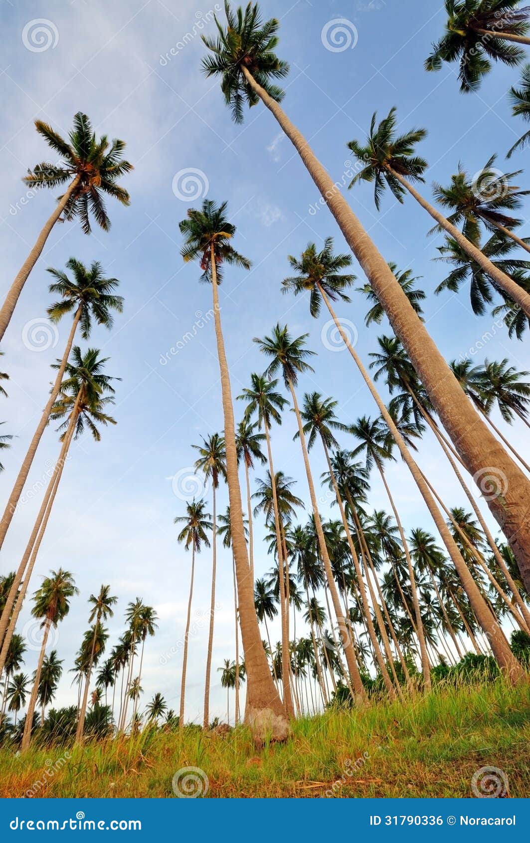 Coconut Trees Point of View Stock Photo - Image of point, malaysia ...