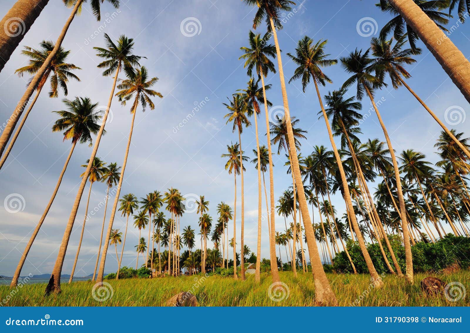 Coconut Trees Pointing Up To the Sky Stock Photo - Image of landscape ...