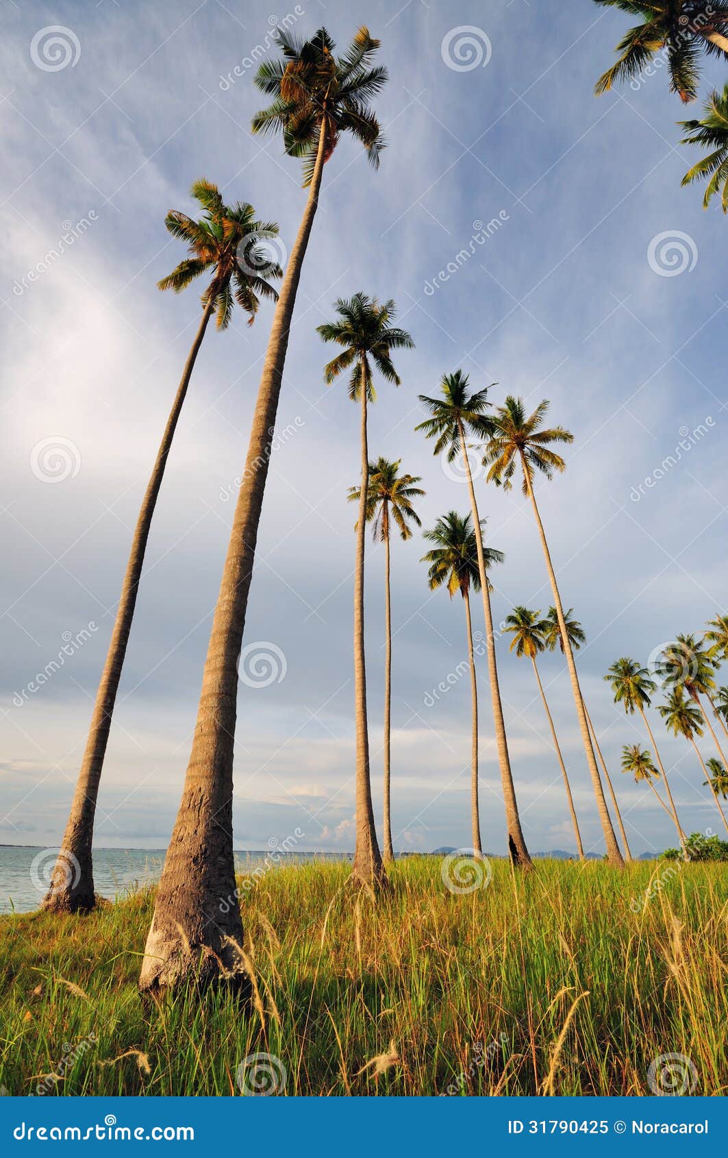 Coconut Trees Pointing Up To the Sky Stock Image - Image of relax ...
