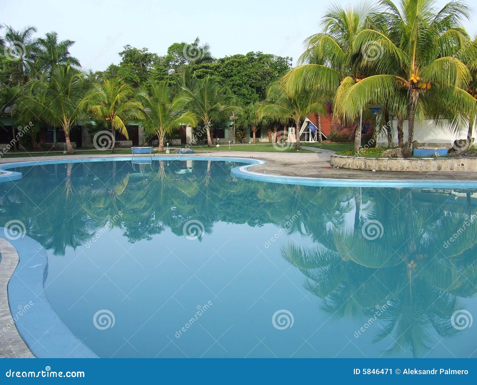 Coconut Trees Reflected in Pool S Water Stock Image - Image of ...