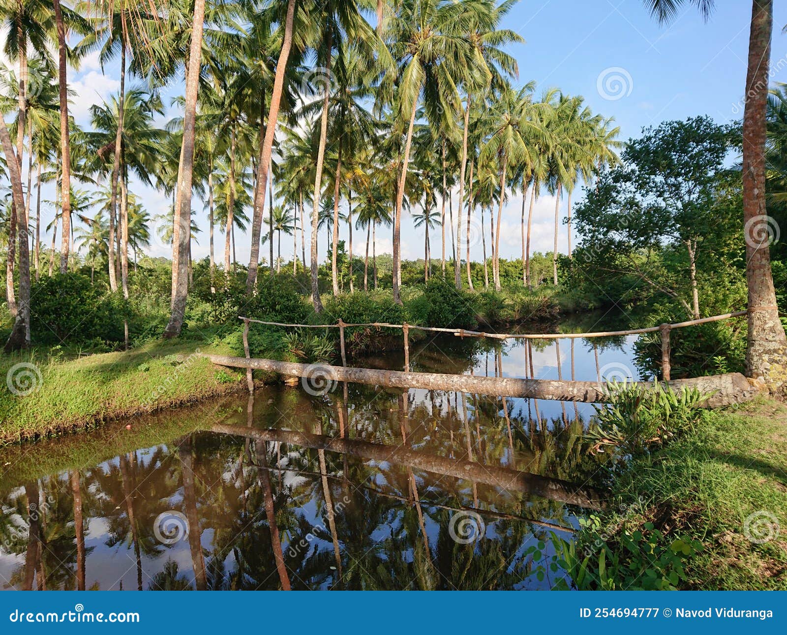Reflection Off Small Pond Stock Image | CartoonDealer.com #89609863
