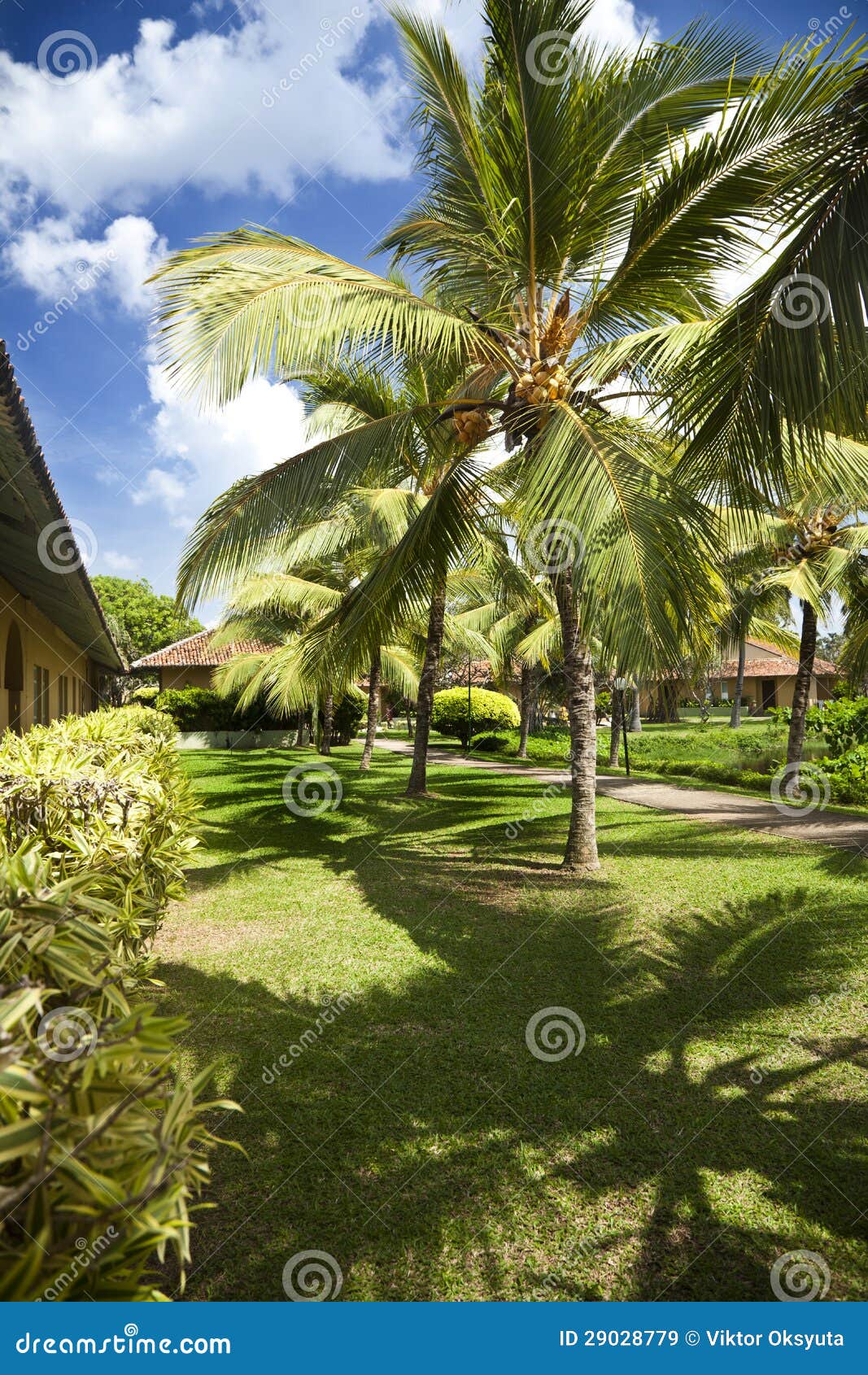 Coconut Trees in the Resort Stock Image - Image of shade, bush: 29028779