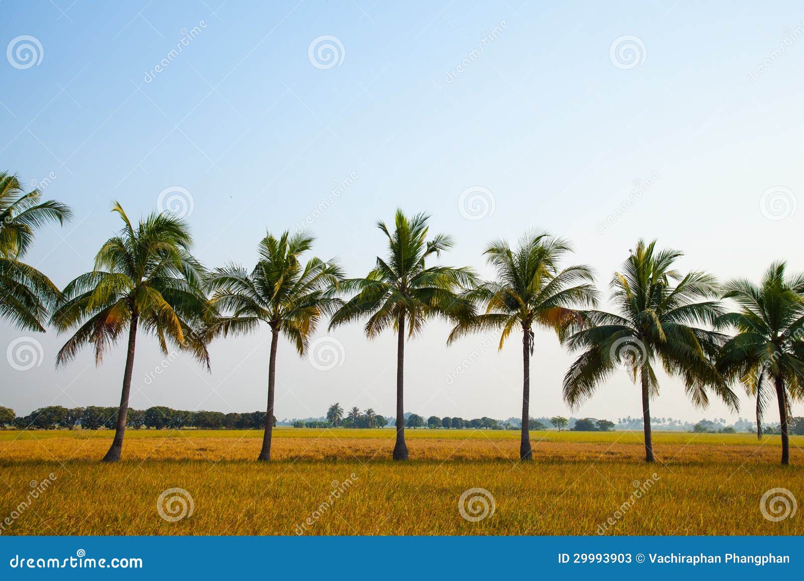 Coconut Trees in the Rice Field. Stock Image - Image of leaf, beautiful ...