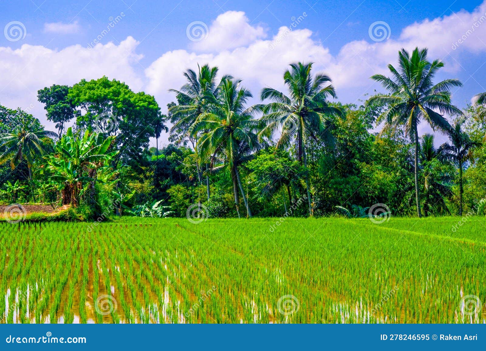 Coconut Trees and the Rice Fields with Blue Sky Background Stock Image ...