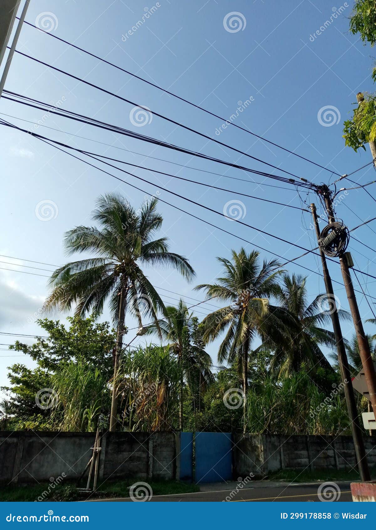 Coconut trees on the road stock photo. Image of fotographer - 299178858