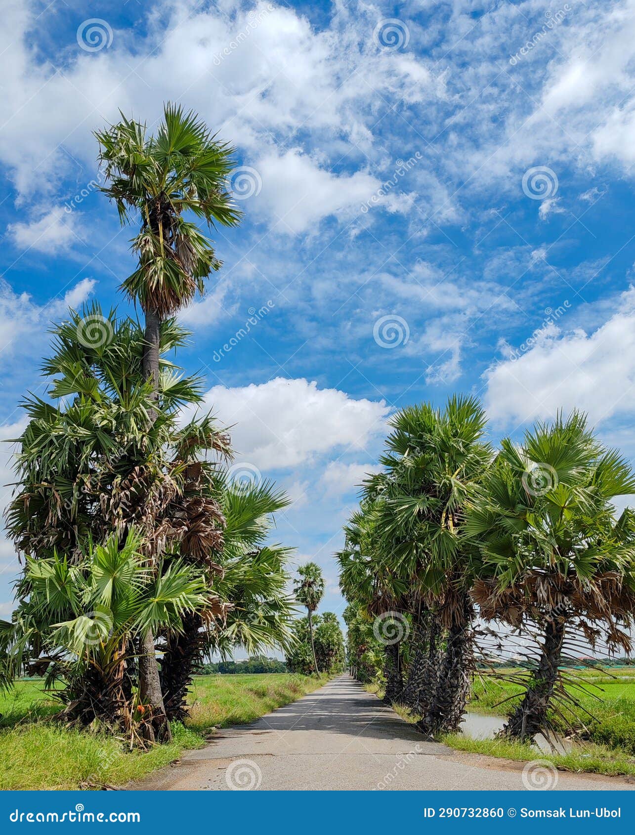 Coconut Trees on Roadside in the Countryside Stock Photo - Image of ...