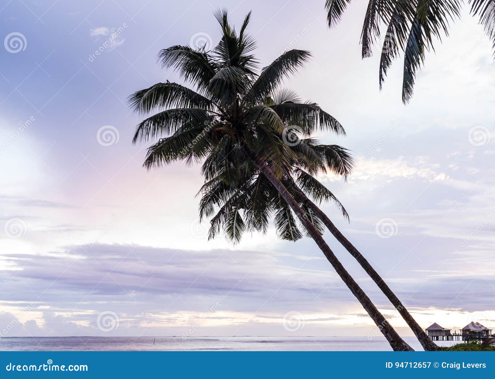 Coconut Trees stock image. Image of samoa, tropical, samoan - 94712657