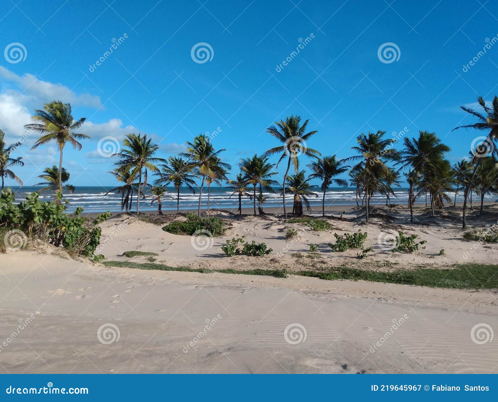 Coconut trees in the sand stock image. Image of trees - 219645967