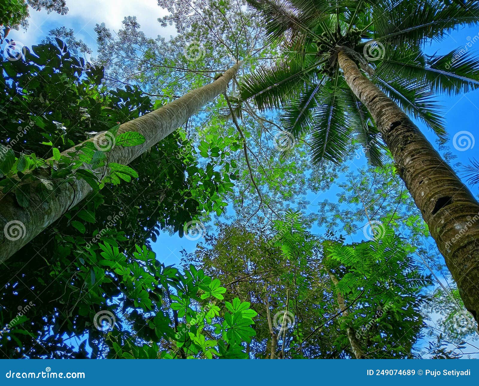 Sengon Leaf & X28;Albizia Chinensis& X29; Is A Kind Of Shade Tree And ...