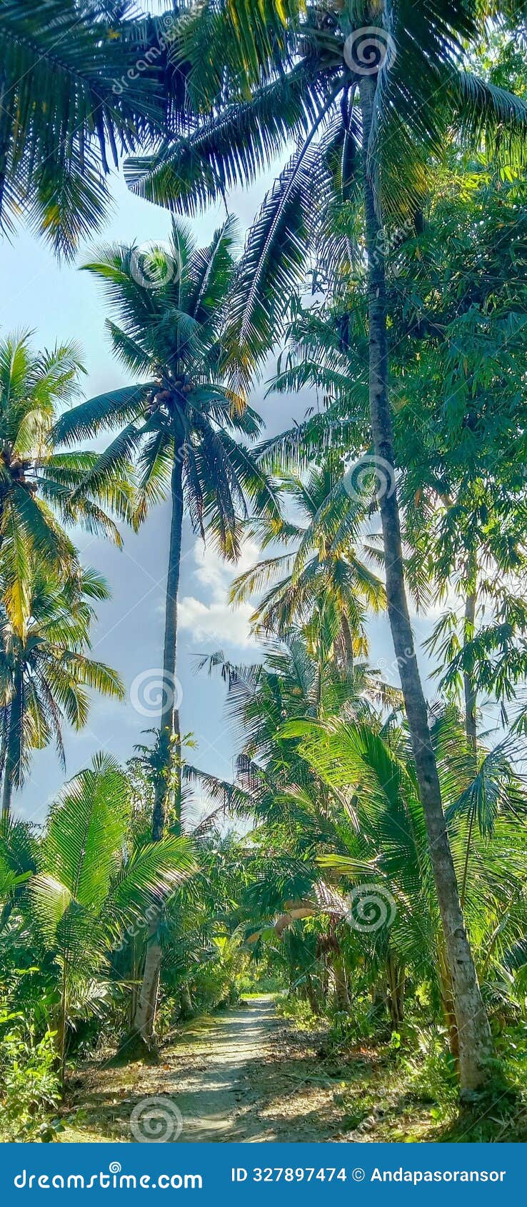 Coconut Trees on the Side of the Road Stock Photo - Image of branch ...