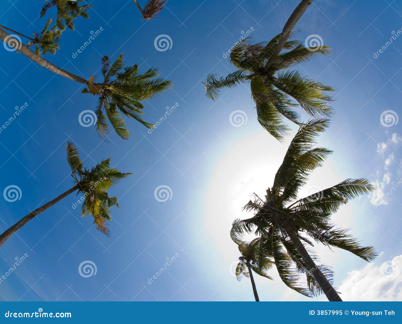 Coconut trees in the sky stock image. Image of happy, coconut - 3857995