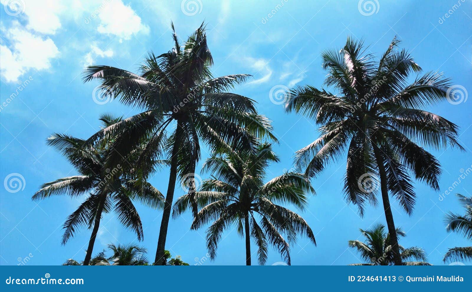 Coconut Trees with Sky Blue Stock Image - Image of vacation, tropics ...