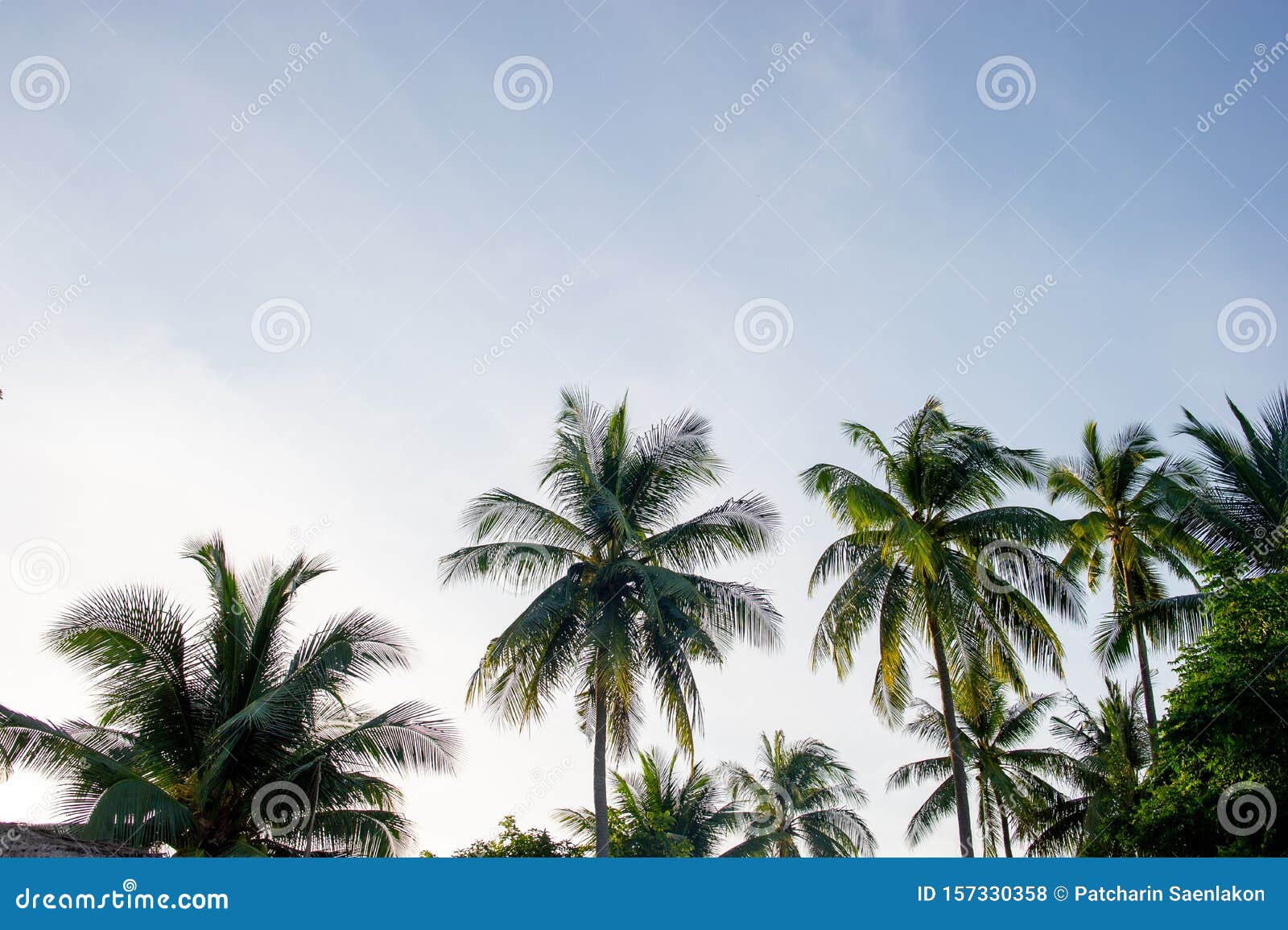Coconut Trees and the Sky Have Beautiful Clouds Stock Photo - Image of ...