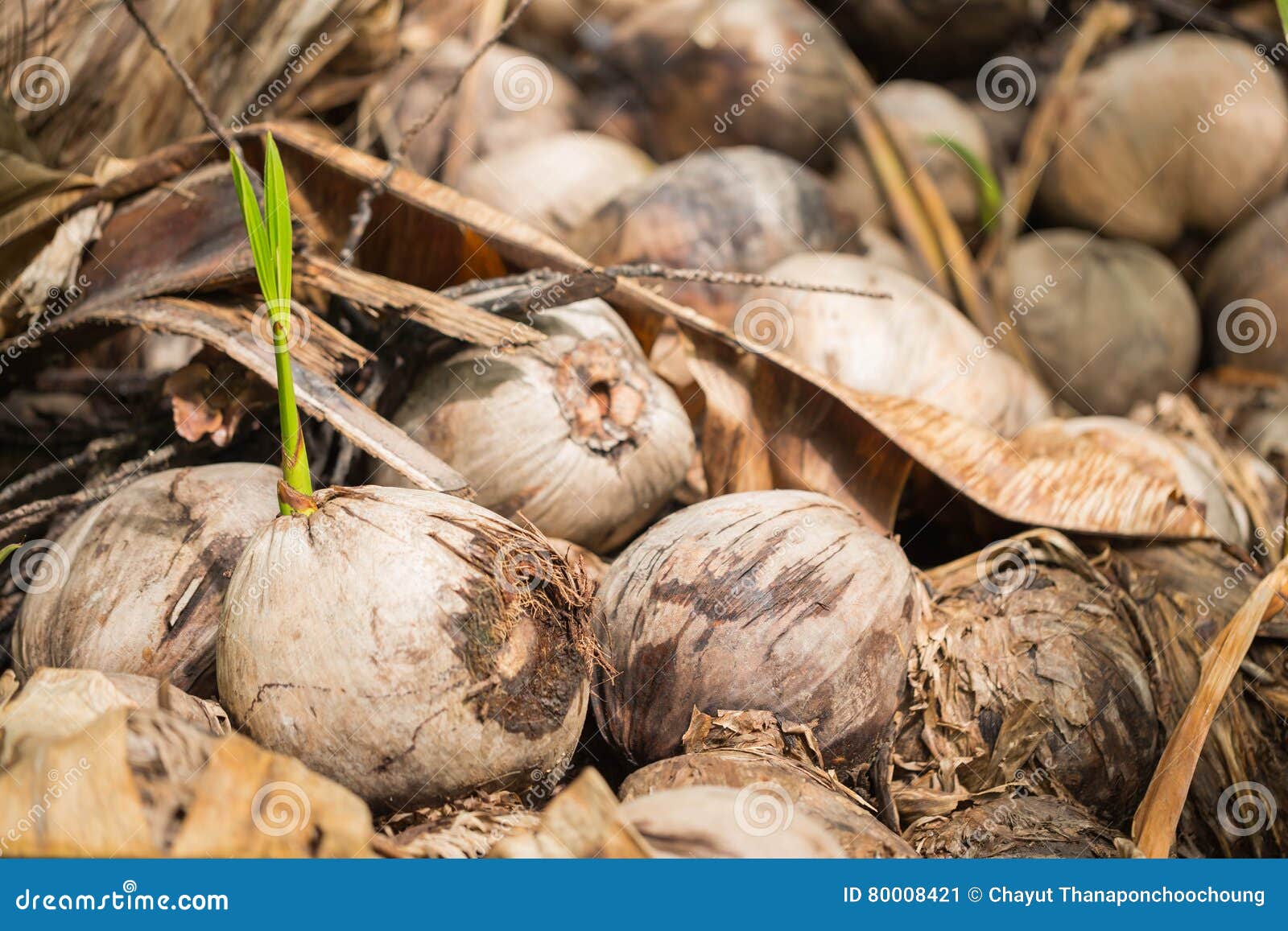 Coconut stock image. Image of food, spire, green, brown - 80008421